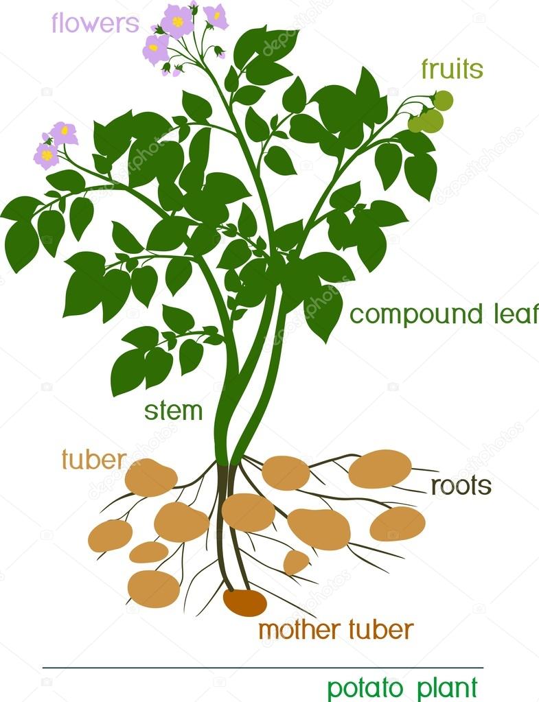 Potato Plant Diagram