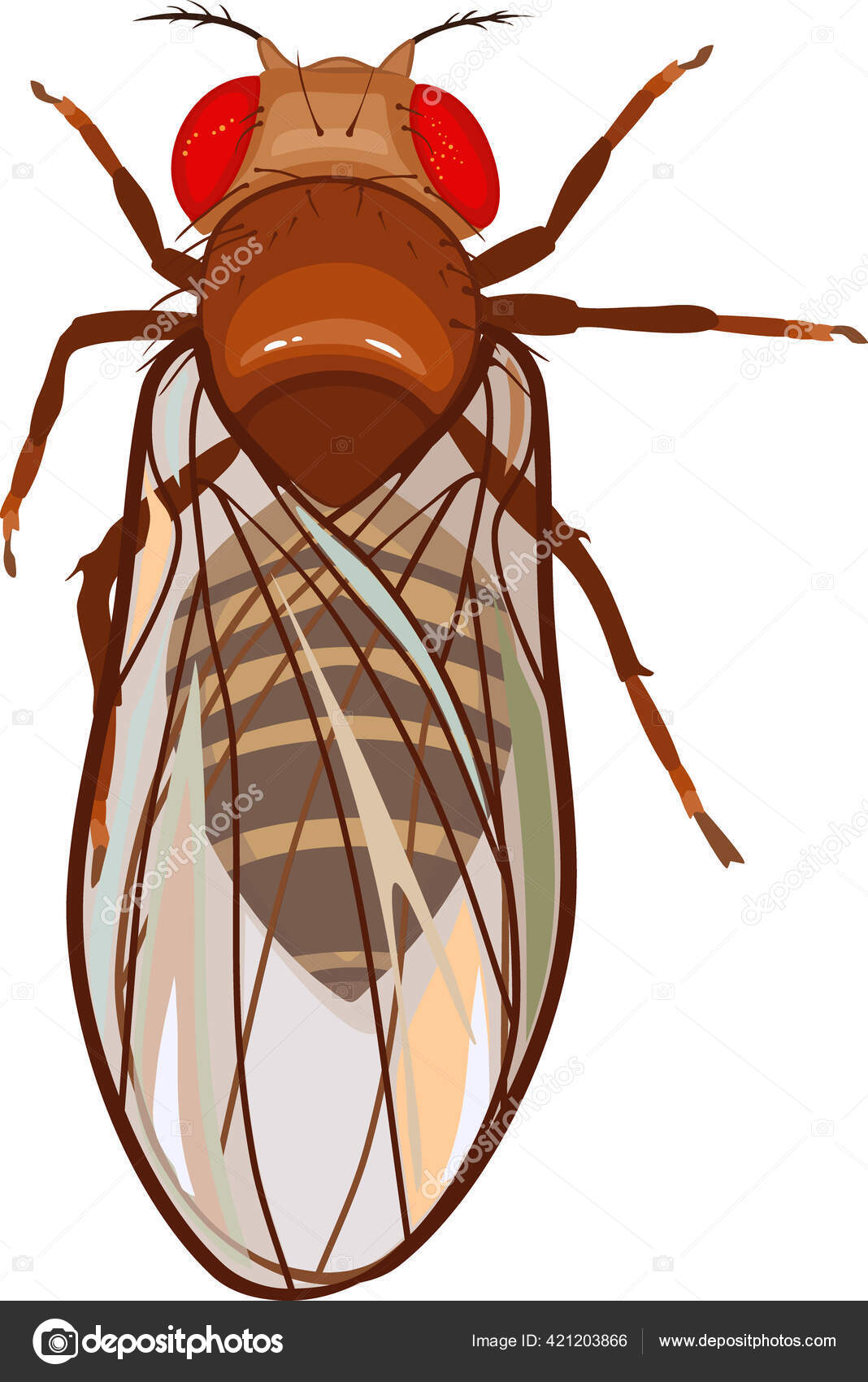 Female Fruit Fly Drosophila Melanogaster Isolated White Background ...