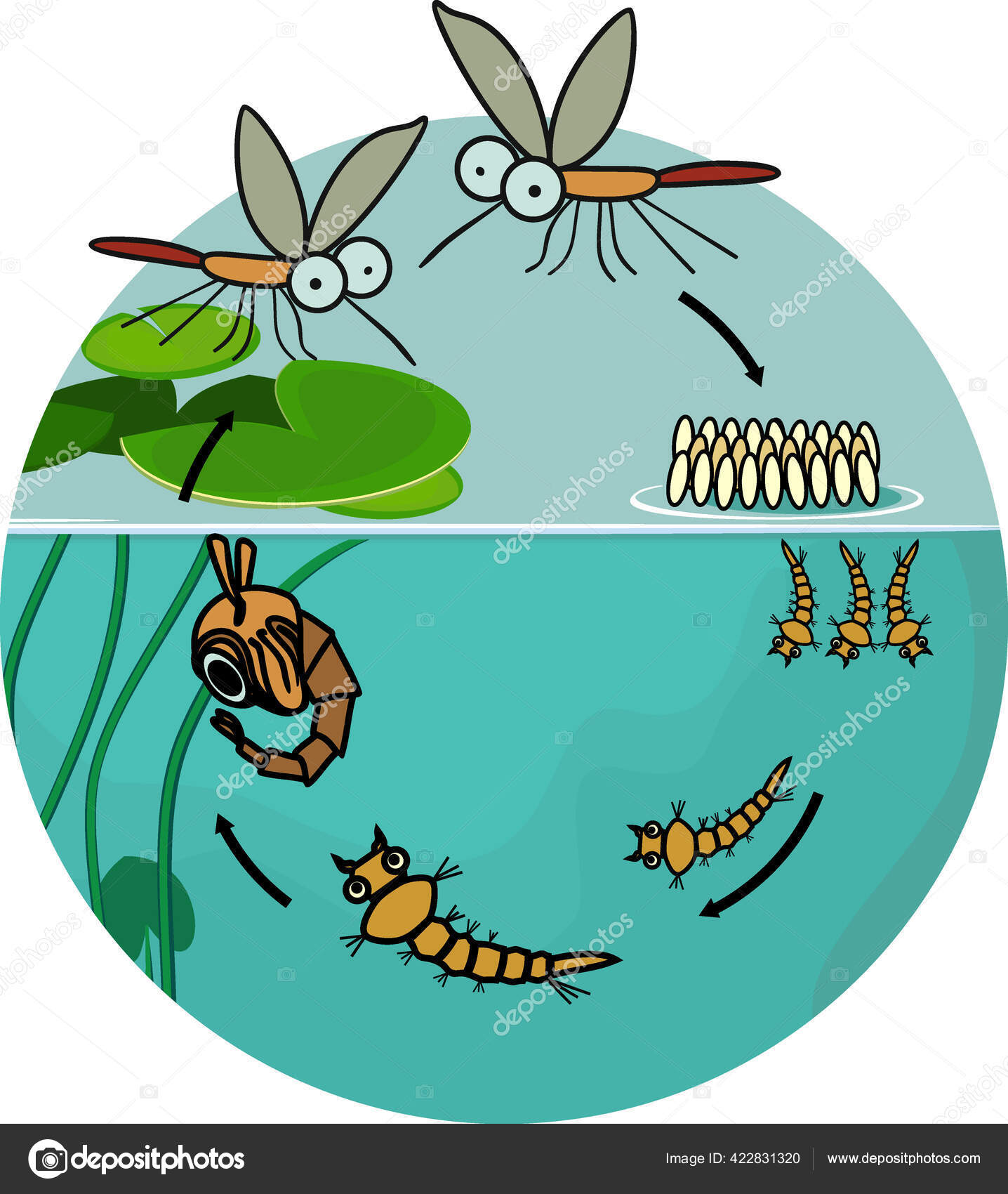 Dengue Mosquito Life Cycle