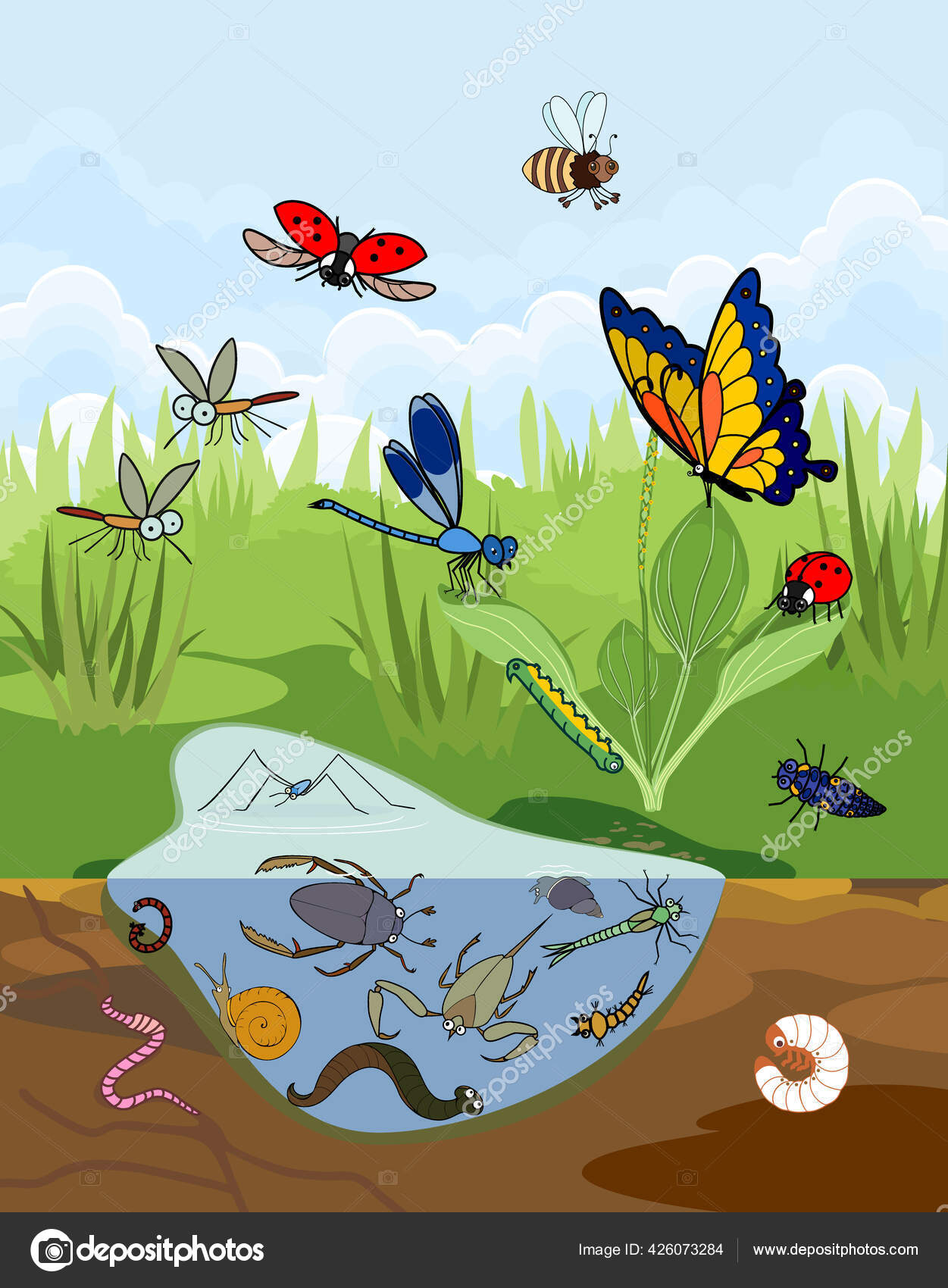 Insectos Que Viven En Estanques