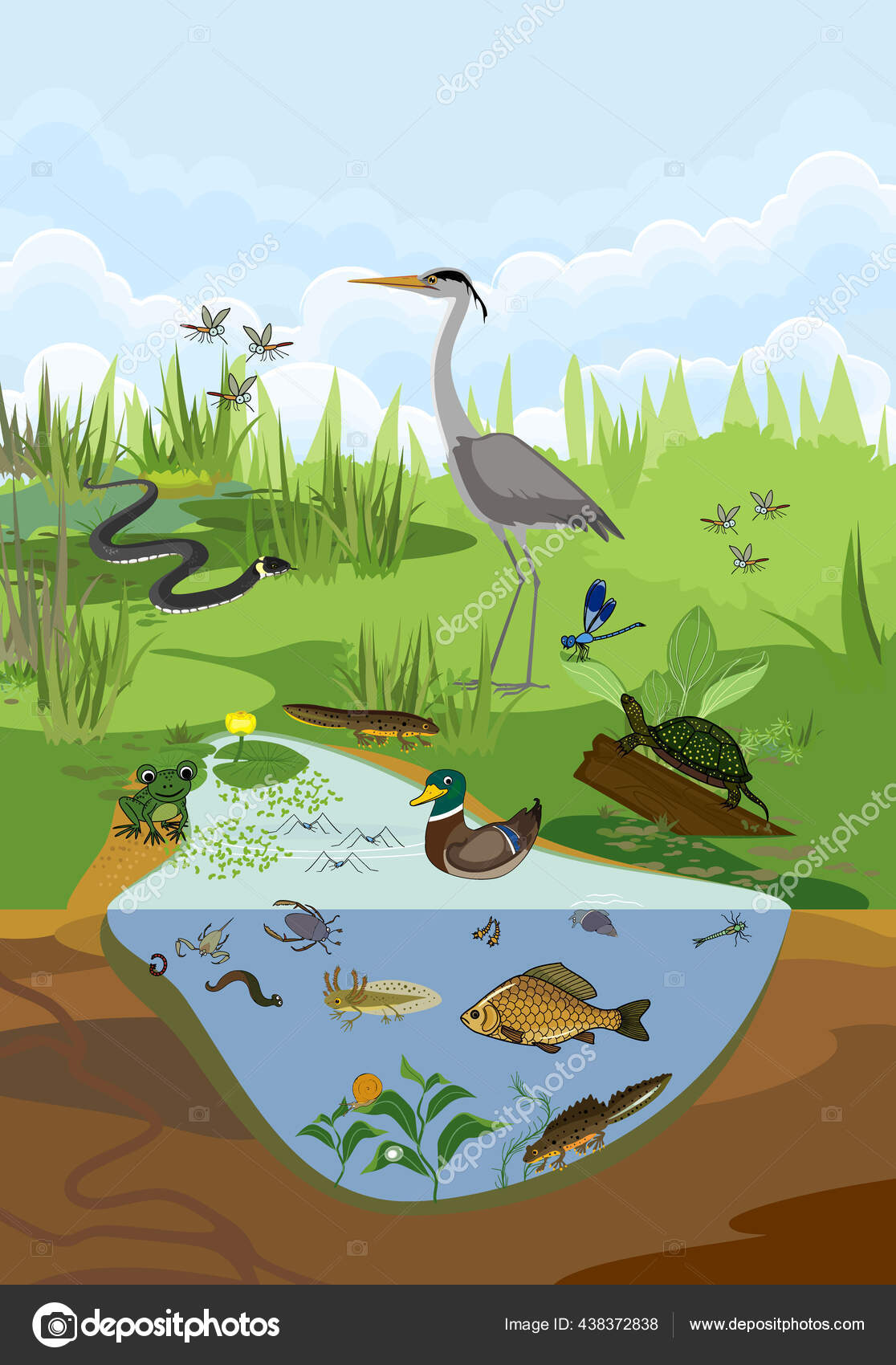Ecosystem Of Pond Picture Clipart
