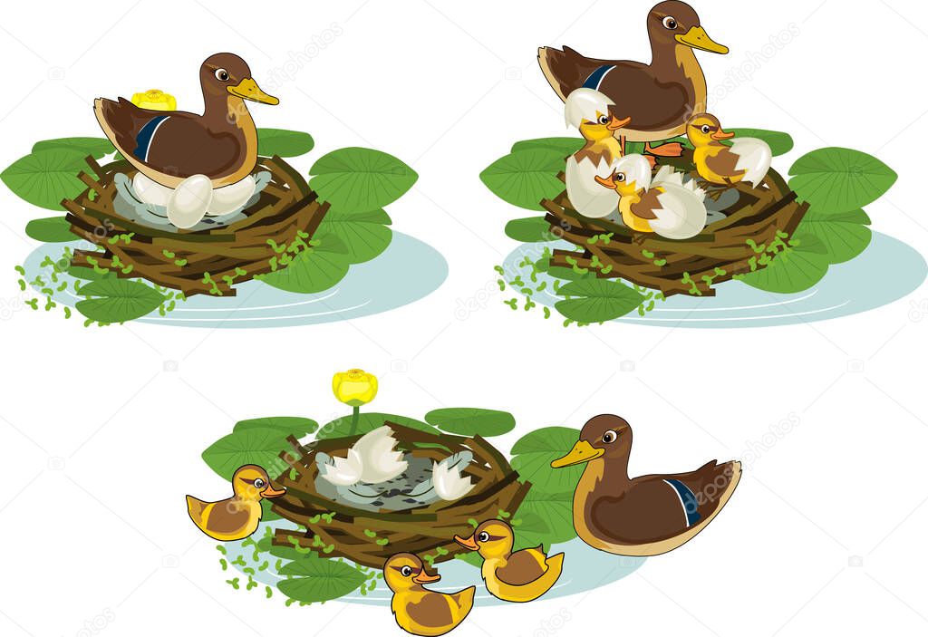 Nido de pato salvaje (mallard) con pollitos y huevos aislados sobre ...