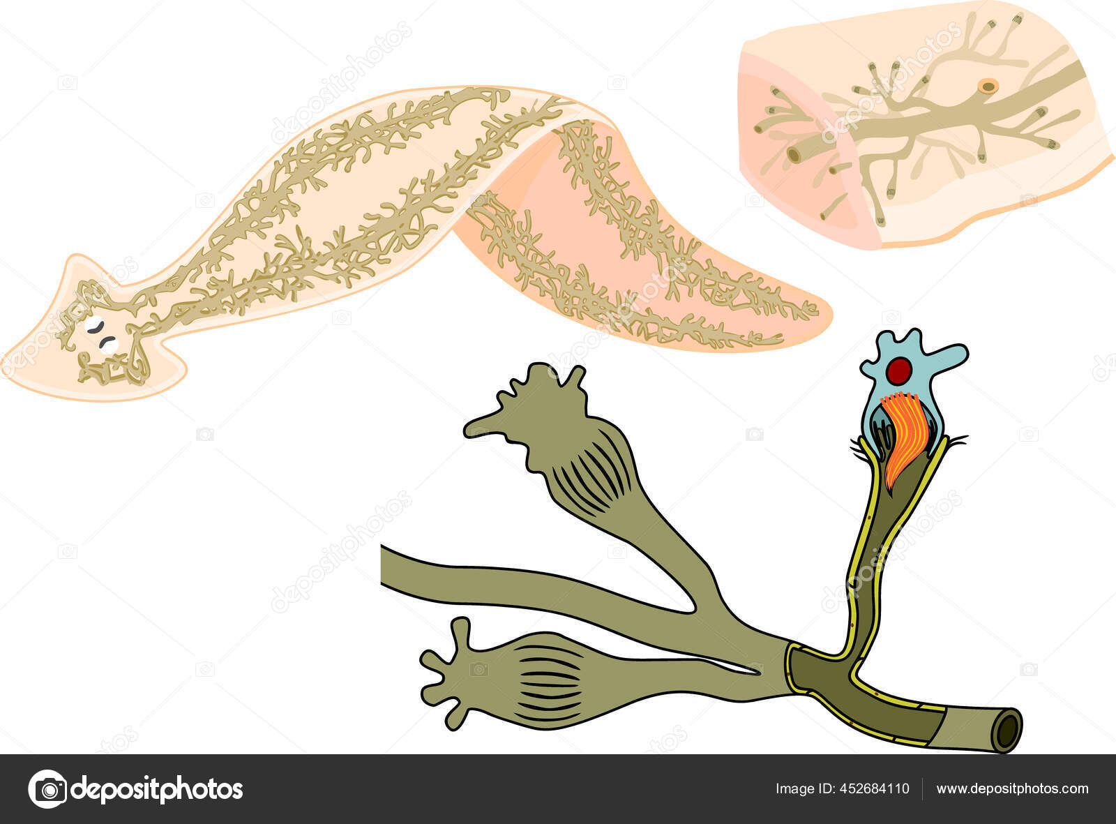 Diagrama De Planaria