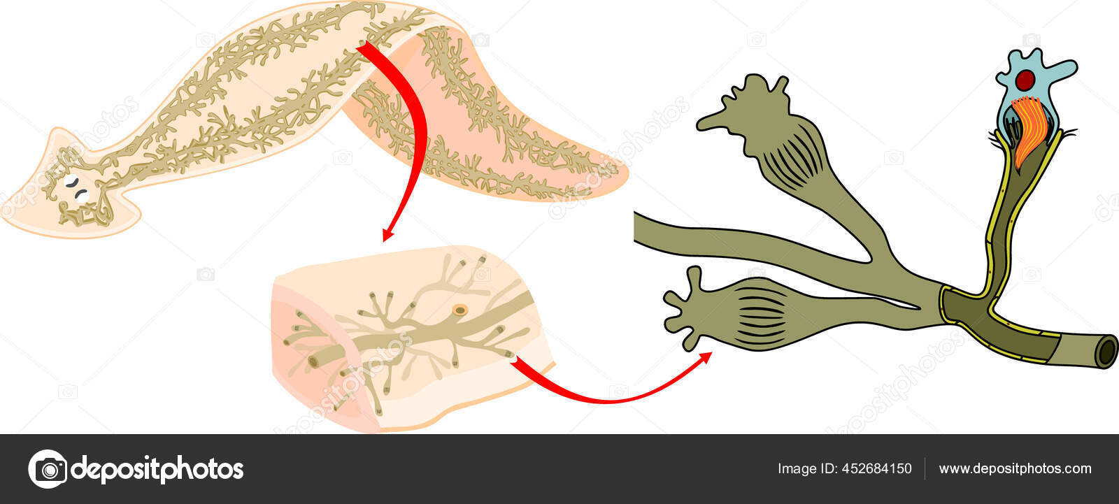 Diagrama De Planaria Sem Rotulo Planária Com Sistema Excretor