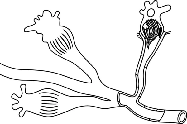 Diagrama De Planaria Sem Rotulo