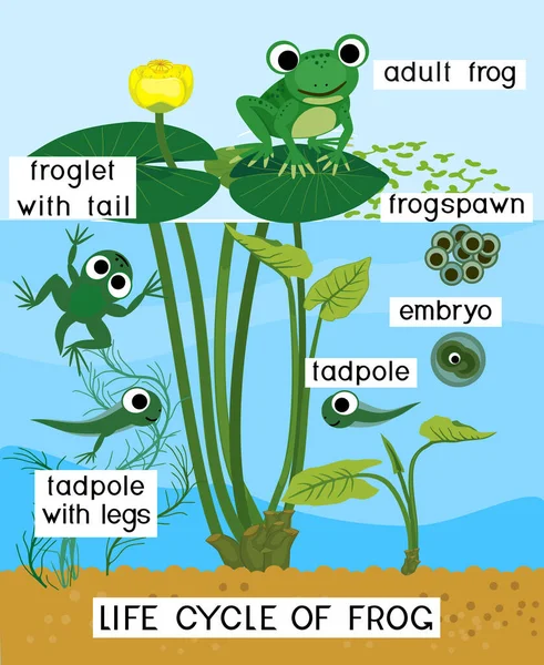 Frogspawn Clipart Flower
