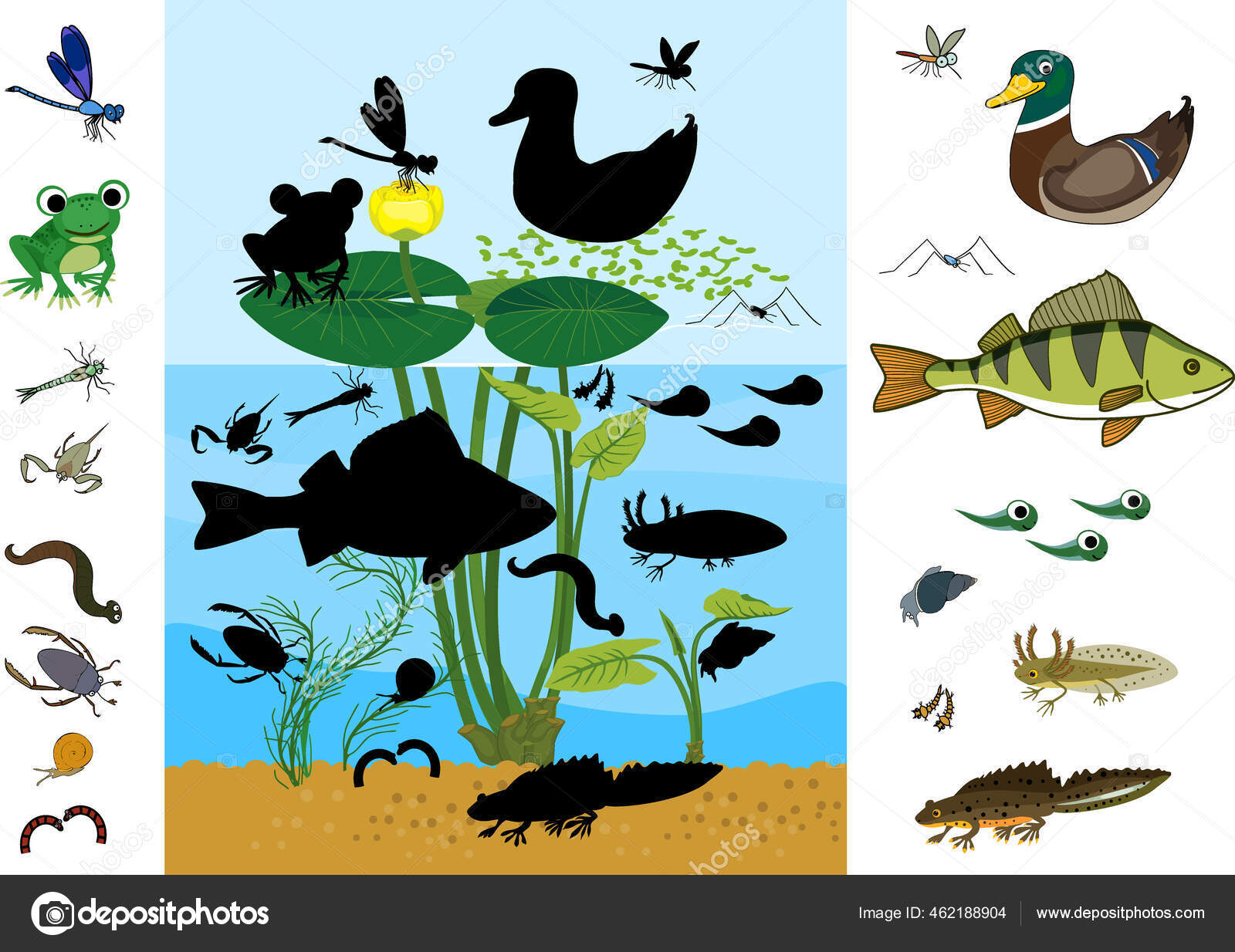 What Animals Live In A Pond