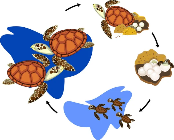 Ciclo de vida de las tortugas imágenes de stock de arte vectorial ...