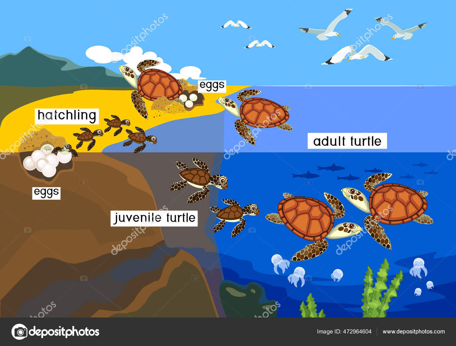 Life Cycle Sea Turtle Sequence Stages Development Turtle Egg Adult ... Life Cycle Sea Turtle Sequence Stages Development Turtle Egg Adult ...