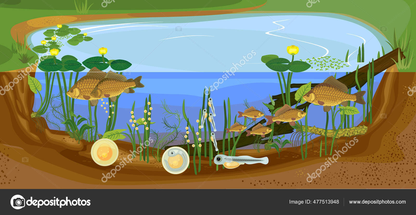 Pond Life Cycle
