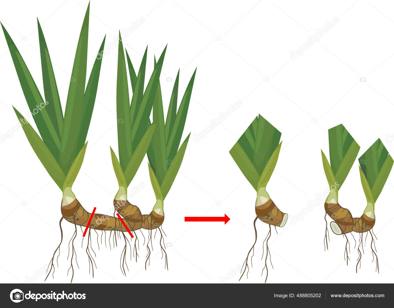 Lebenszyklus Von Bryophyten Iris Pflanze Rhizom Teilung Schema
