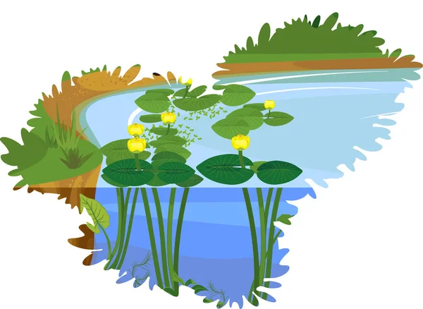 Ecosystem Of Pond Picture Clipart