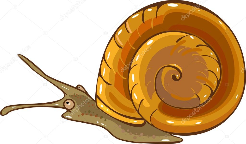 Aquatic mollusk planorbidae on white background Stock Vector Image by ...