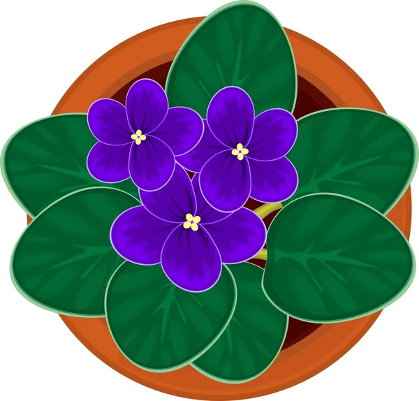 Violets Vector Images | Depositphotos