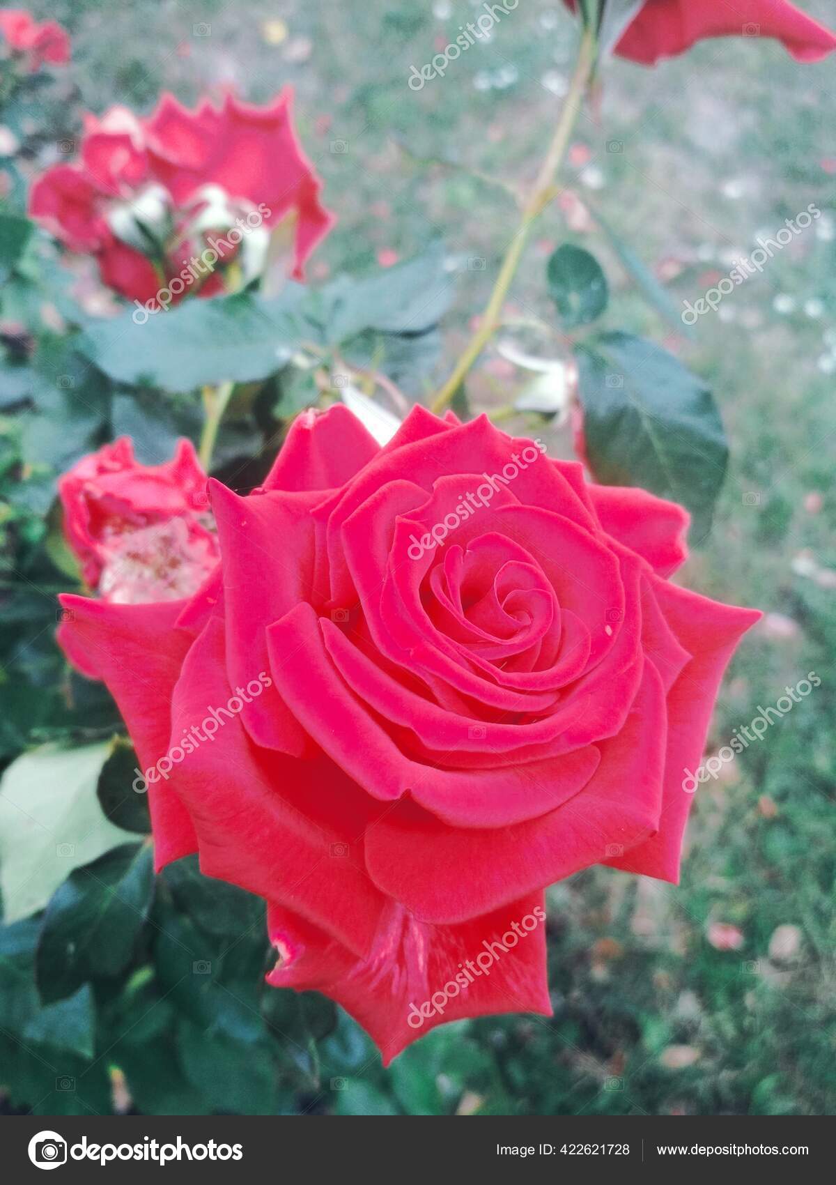 Beautiful Red Rose Natural Background — Stock Photo © helenkaiy #422621728