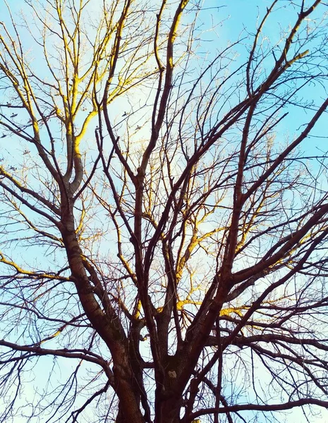 Cute branches Stock Photos, Royalty Free Cute branches Images ...