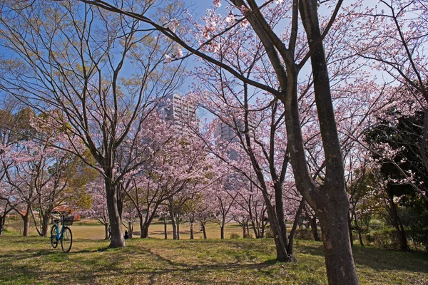 Tokyo hamarikyu gardens Stock Photos, Royalty Free Tokyo hamarikyu ...