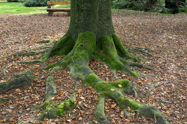 Root of a tree covered with moss - Stock Image - Everypixel