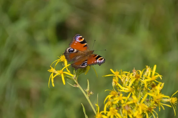 Fauna y flora de polonia Stock Photos, Royalty Free Fauna y flora de ...