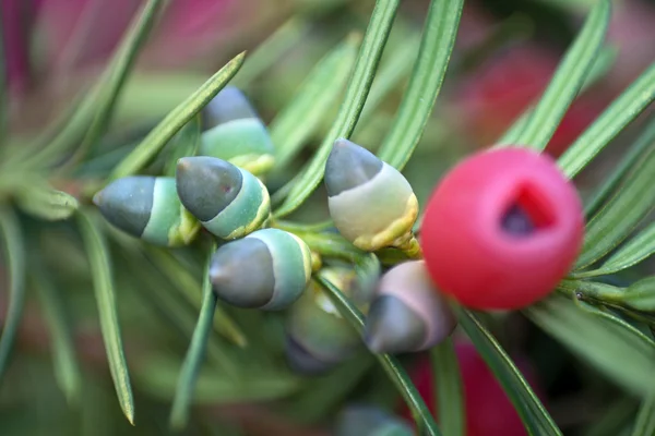 Yew Fruit, Taxus baccata — Stock Photo © kelifamily #74201063