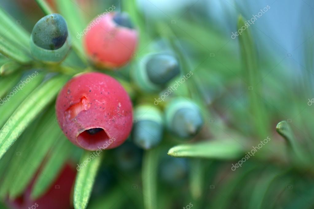 Yew Fruit, Taxus baccata — Stock Photo © kelifamily #74201239