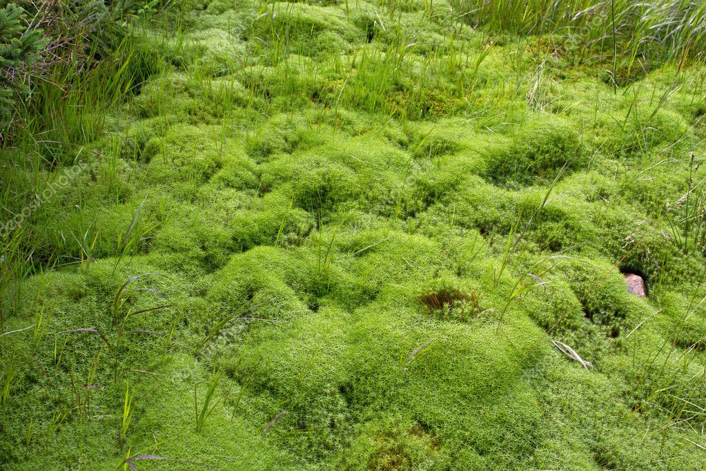 Natural carpet of green moss Stock Photo by ©kelifamily 75188741