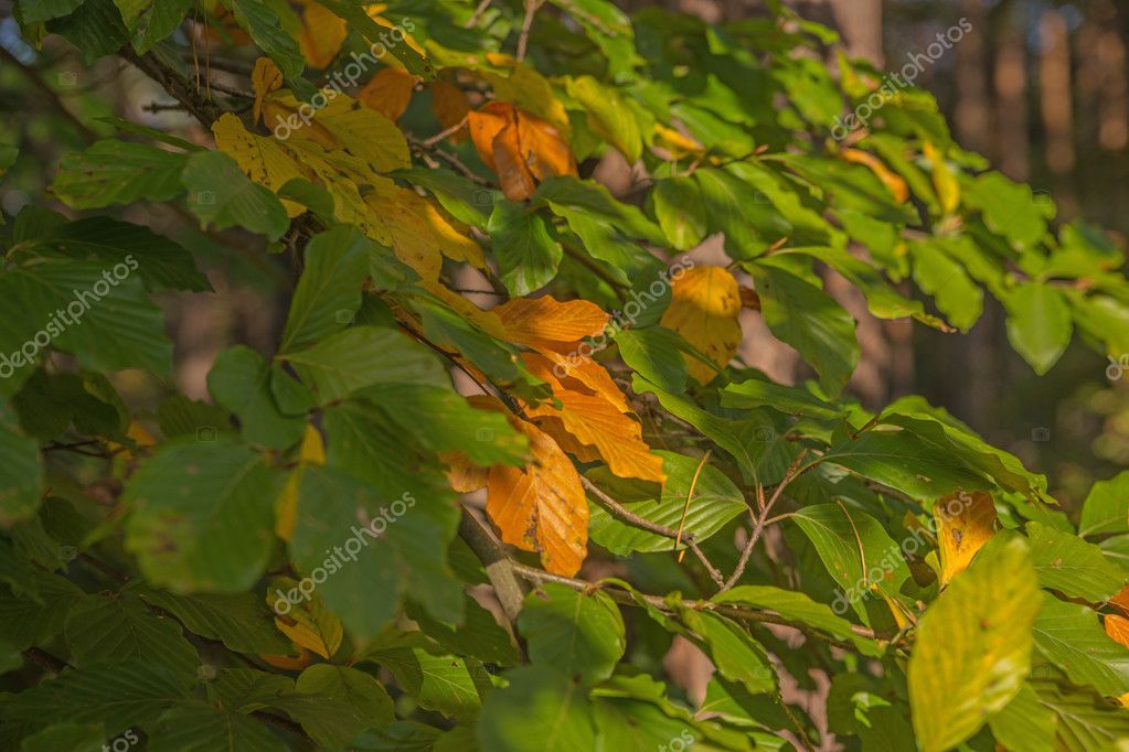 Beech tree autumn leaves — Stock Photo © kelifamily #86402210