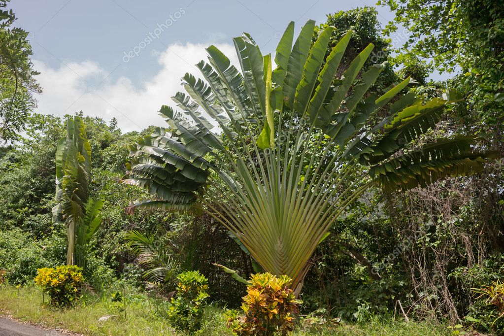 Ravenala Madagascariensis
