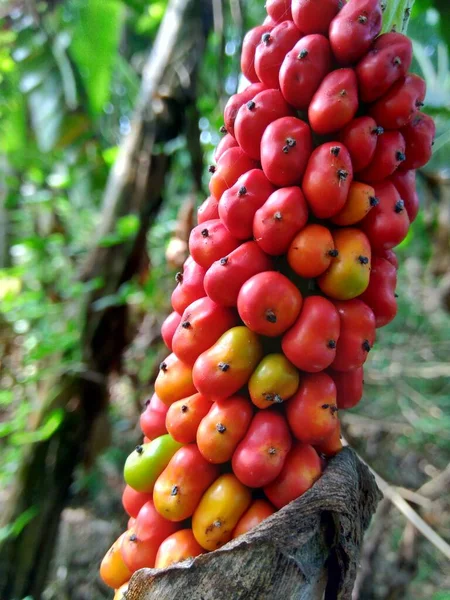 Jungle fruit Stock Photos, Royalty Free Jungle fruit Images | Depositphotos