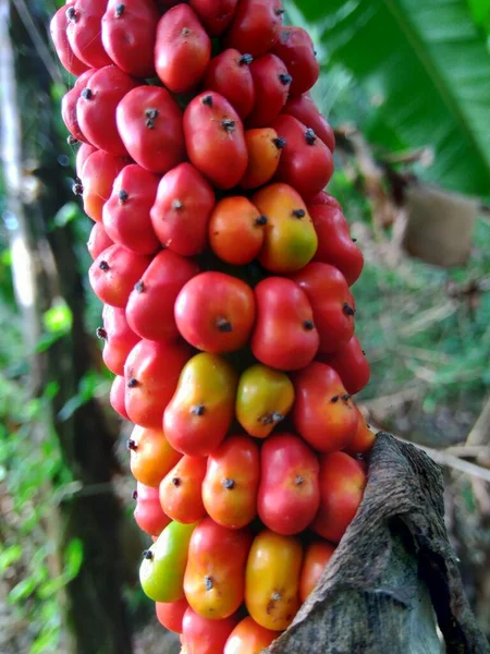 Jungle fruit Stock Photos, Royalty Free Jungle fruit Images | Depositphotos