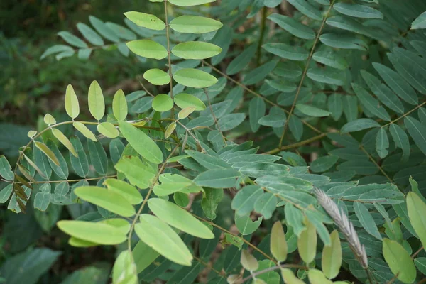 Senna siamea (también conocida como cassia siamesa, kassod tree, cassod ...