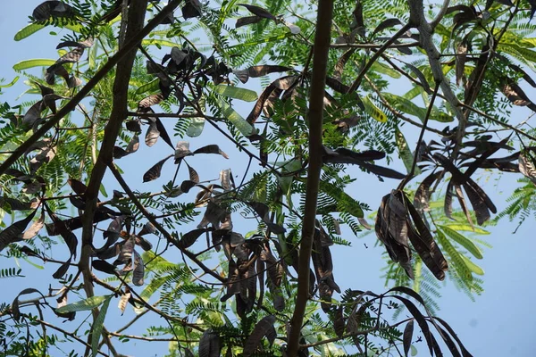 Leucaena leucocephala (jumbay, tamarindo de río, subabul, popinac ...