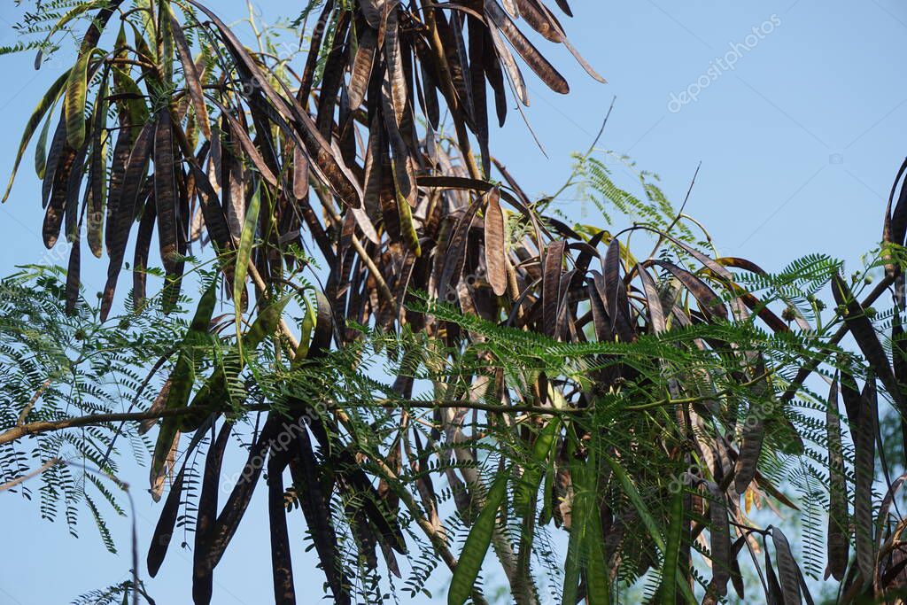Leucaena leucocephala (jumbay, tamarindo de río, subabul, popinac ...