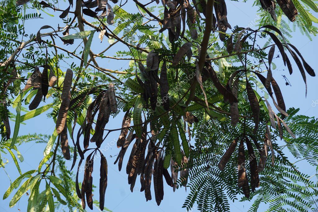 Leucaena leucocephala (jumbay, tamarindo de río, subabul, popinac ...