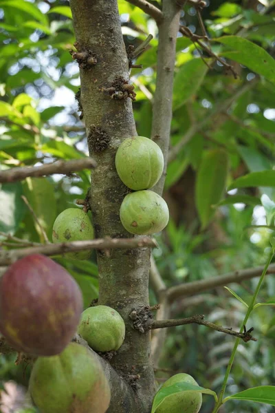 Imágenes de Frutas en kaqchikel para colorear idiomas mayas figs ...