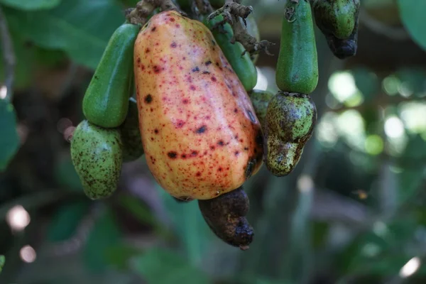 Fruta de macaco madura Stock Photos, Royalty Free Fruta de macaco ...