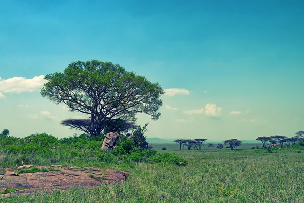Savanna landscape Stock Photos, Royalty Free Savanna landscape Images ...