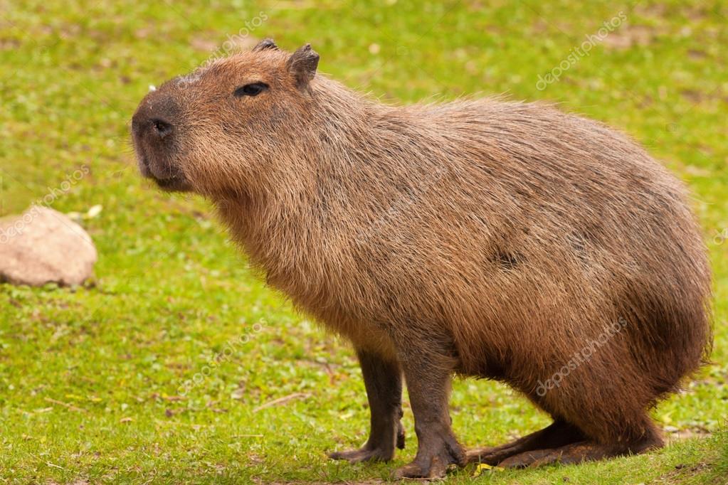 Capybara ( Hydrochoerus hydrochaeris ) — Fotografias de Stock © Yakov ...