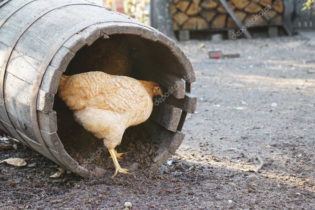 Hen in the backyard, hidden in an old barrel — Stock Photo © ileana_bt ...