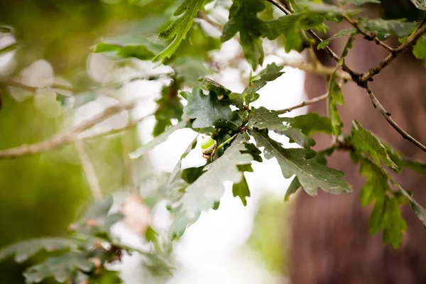 Quercus variabilis (oriental cork oak) - tree and details — Stock Photo ...