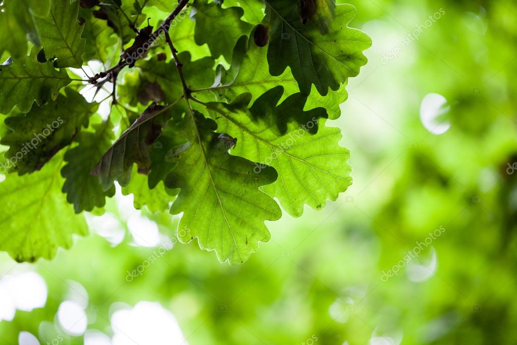 Quercus (Roble) - árbol y detalles — Foto de stock #121357836 © ileana_bt