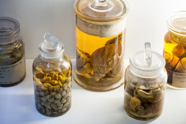 LONDON, UK - JULY 27, 2015: Natural History museum - preserved animals ...