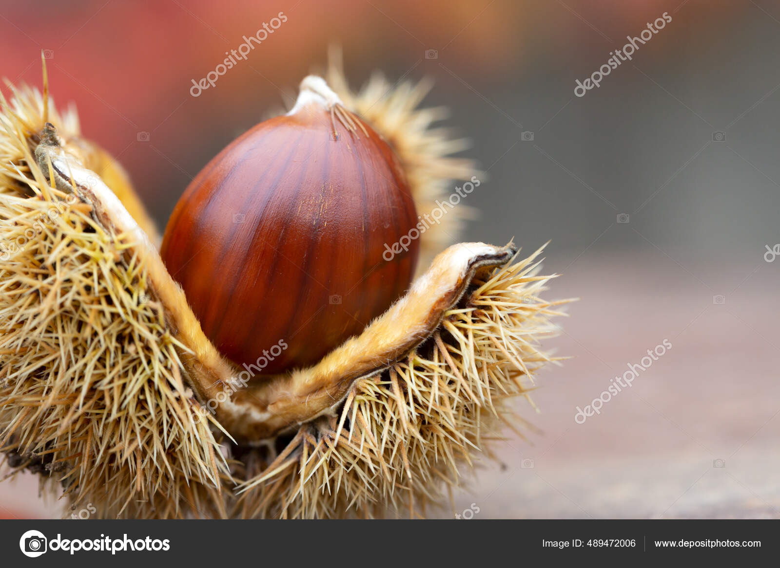 Chestnut Shell