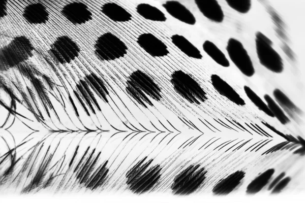 Feathers mottled Stock Photos, Royalty Free Feathers mottled Images ...