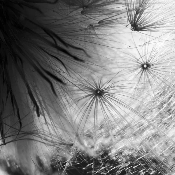 Abstract composition with dried plants seeds. Looks like dandelion ...