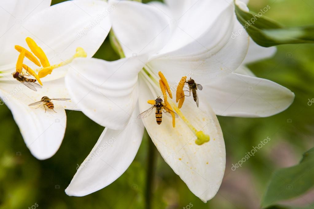 White lily with bees and natural background — Stock Photo © ileana_bt #62465085