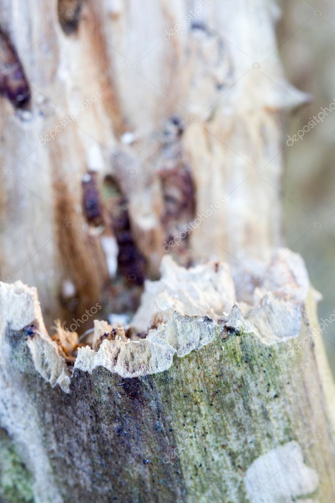 Remains of an old tree trunk without bark tree eaten by wood worms with ...