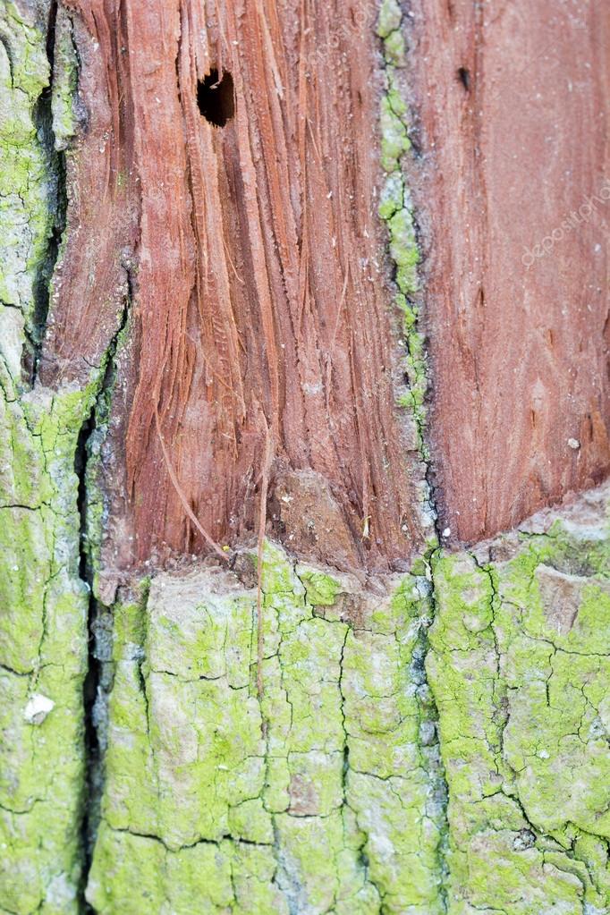 Remains of an old tree trunk with moss on the bark and eaten by wood ...