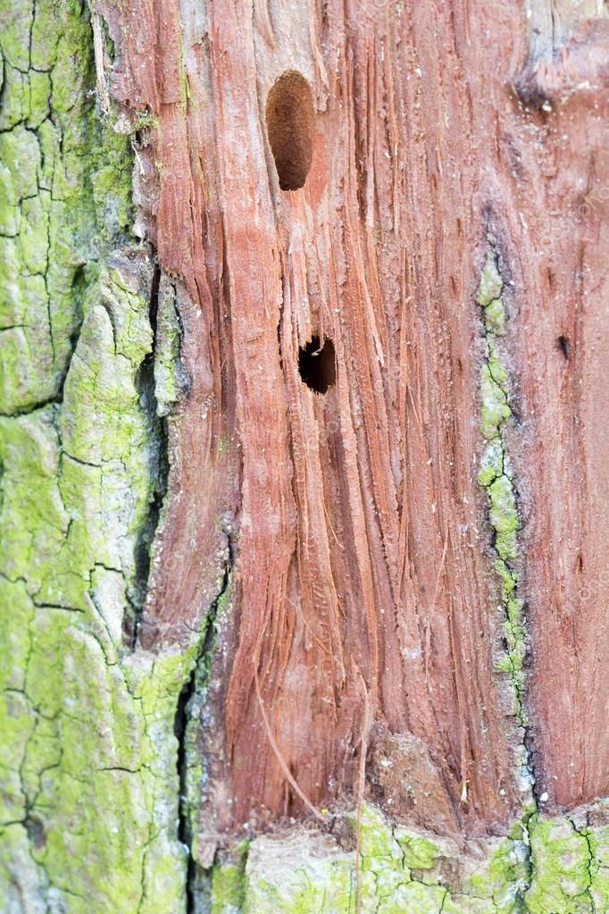 Remains of an old tree trunk with moss on the bark and eaten by wood ...