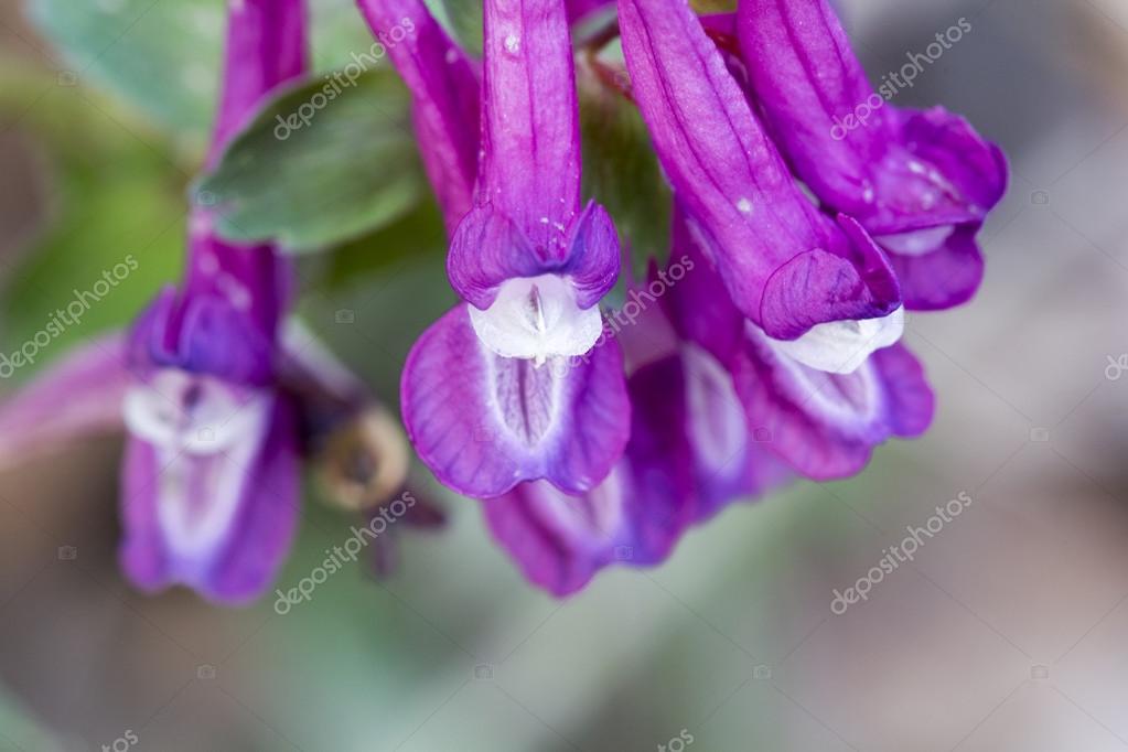 Stagger weed (Corydalis cava) plant with purple flower with natural ...